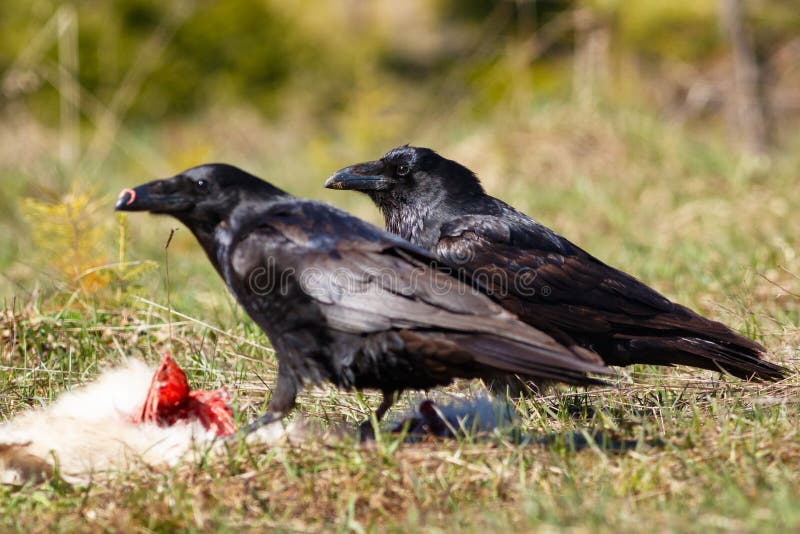 Ravens eating their prey stock photo. Image of wings - 71895832