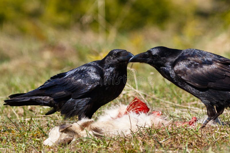 Ravens eating their prey stock image. Image of white - 71930979