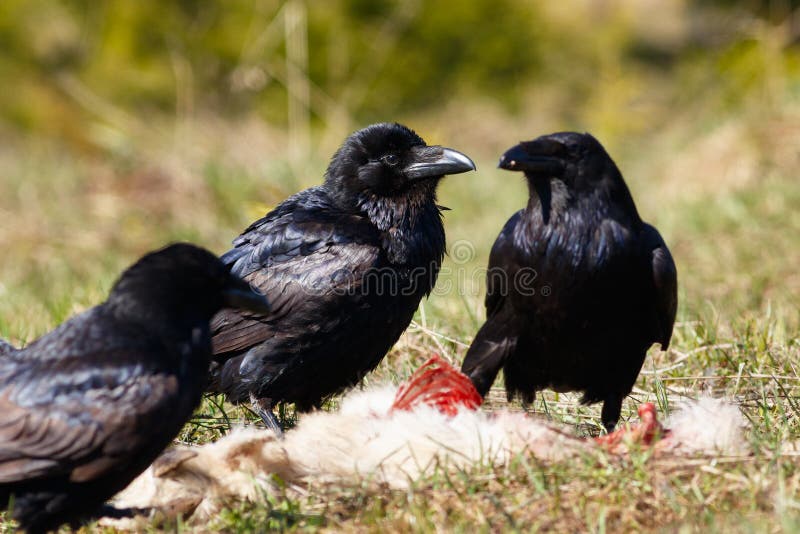 Ravens eating their prey stock photo. Image of wings - 71895832