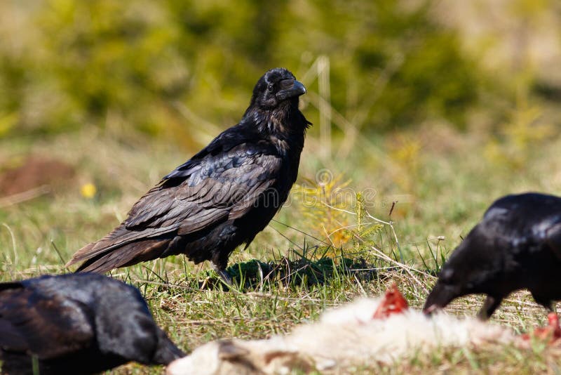 Ravens eating their prey stock photo. Image of wings - 71895832