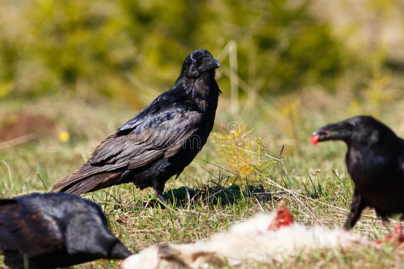 Ravens eating their prey stock photo. Image of wings - 71895832