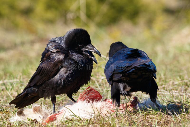 Ravens eating their prey stock photo. Image of meat, livestock - 71950402