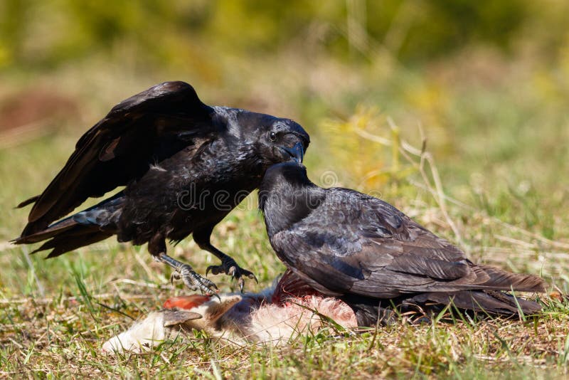 Ravens eating their prey stock photo. Image of fins, food - 71950430