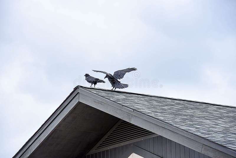 Ravens stock image. Image of intelligent, bird, shaggy - 95730105