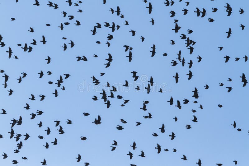 Flock of Ravens Flies Across the Field Stock Photo - Image of cutout ...
