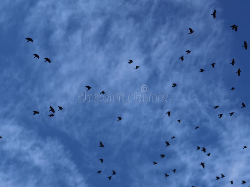 Ravens Flying in Flocks in the Sky Stock Photo - Image of flying, group ...