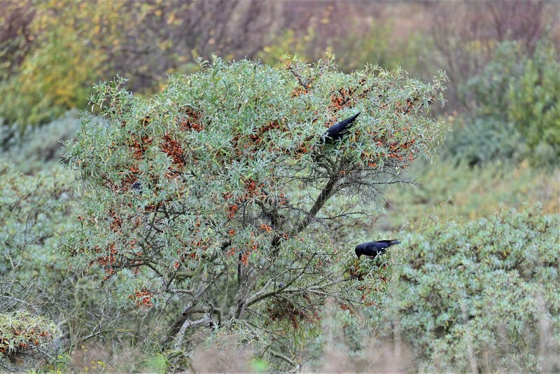 Ravens in a Sea Buckthorn Bush at the Beach Stock Photo - Image of ...