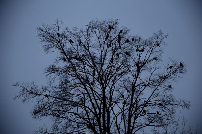 Ravens sitting on a tree stock image. Image of twig, dusk - 87576803