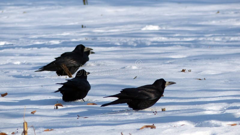 Ravens stock photo. Image of beak, raven, field, feather - 84921616