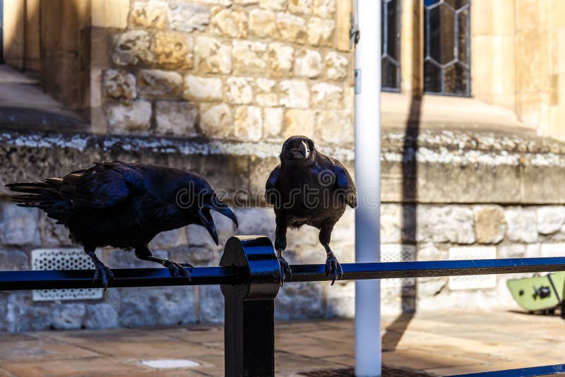 Ravens in of TOwer of London Stock Image - Image of jewels, britain ...