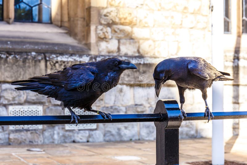 Ravens in of TOwer of London Stock Photo - Image of great, brick: 77827412