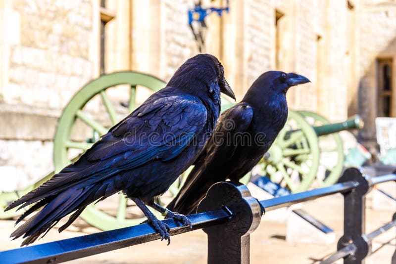 Ravens in of TOwer of London Stock Image - Image of ancient, great ...