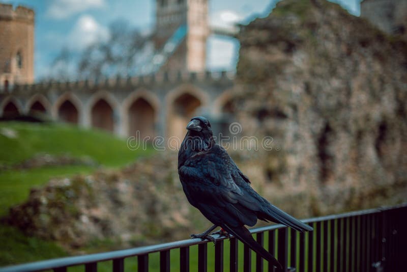 Ravens in the Tower Watching a Visitors Stock Image - Image of fence ...