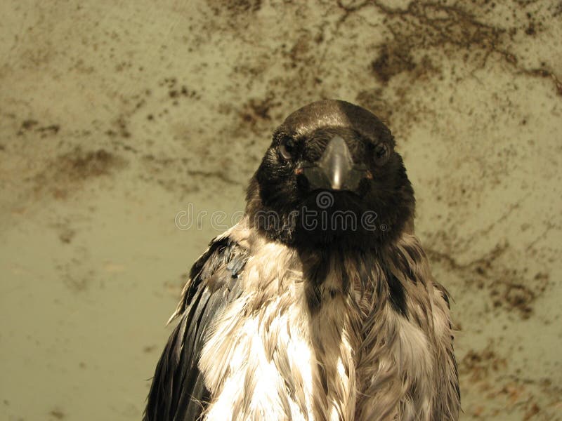 Beautiful Gray Crow Opened the Beak. Stock Photo - Image of animal ...