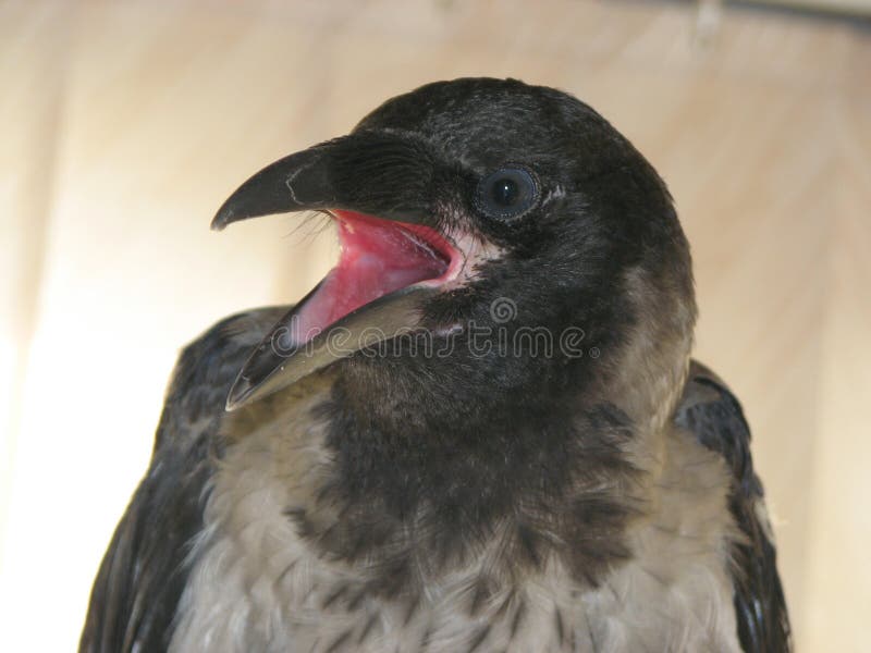 Beautiful Gray Crow Opened the Beak. Stock Photo - Image of beautiful ...