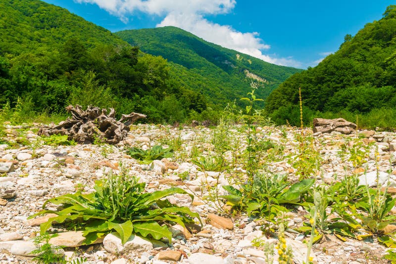 Ravijn En Tamyurdepe-berg, Sotchi, Rusland Stock Foto - Image of ...