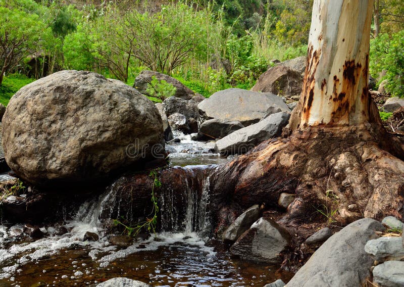 Ravijn Met Water Grint Canaria Eiland Spanje Stock Foto - Image of ...