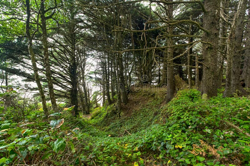 Ravin I En Skog Med Liten Vik Fotografering för Bildbyråer - Bild av ...
