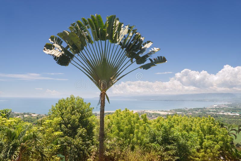 Ravinala Palm Over Tropical Bay Stock Image - Image of palm, plants ...