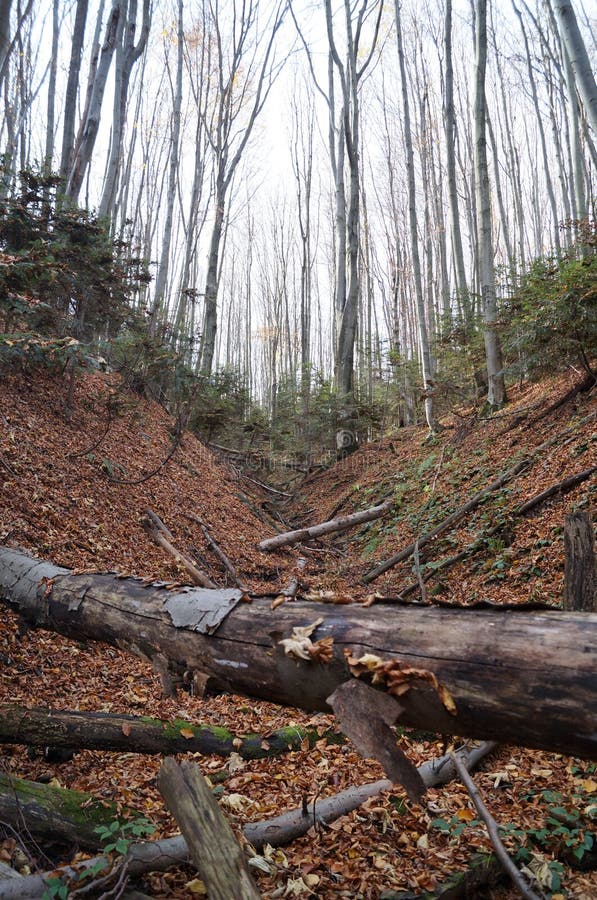 Forest on ravine autumn stock image. Image of ravine - 129109289