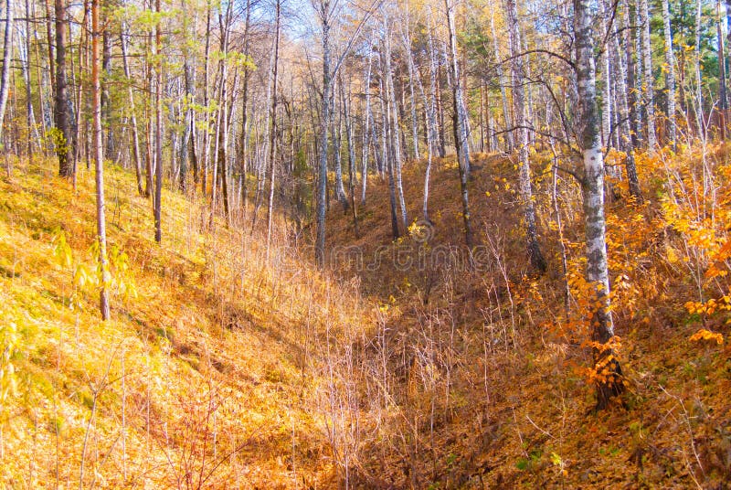 Ravine in Autumn Wild Forest Stock Image - Image of golden, outdoors ...