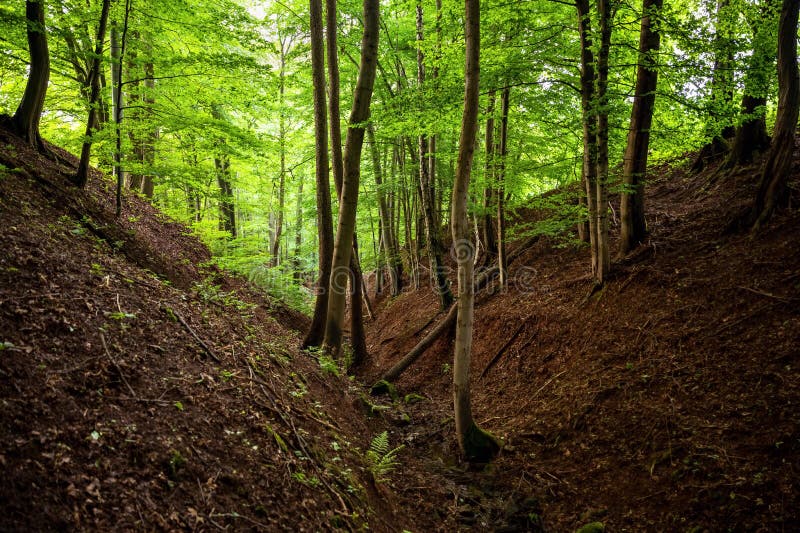 Ravine in Spring Beech Forest. Stock Image - Image of spring, forest ...