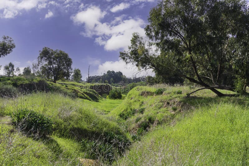A Ravine in a Eucalyptus Forest Covered with Green Grass. Israel Stock ...