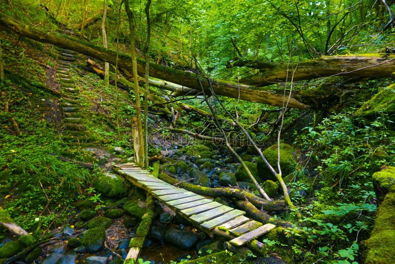 Overgrowth Ravine in the Forest Stock Photo - Image of windfall, stream ...