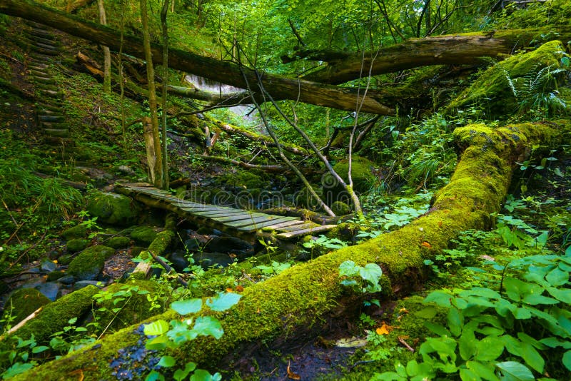 Overgrowth Ravine in the Forest Stock Photo - Image of river, tranquil ...