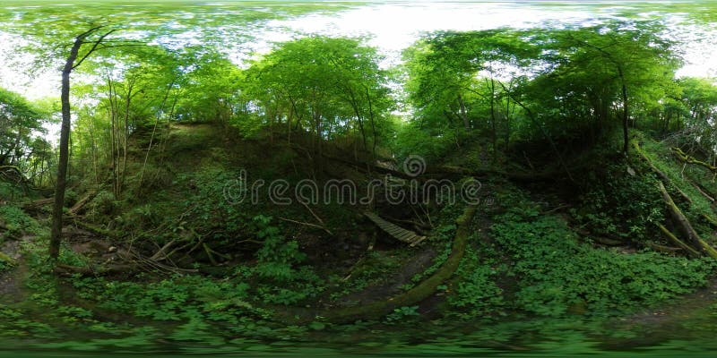 Overgrowth Ravine in the Forest Stock Photo - Image of natural, brook ...