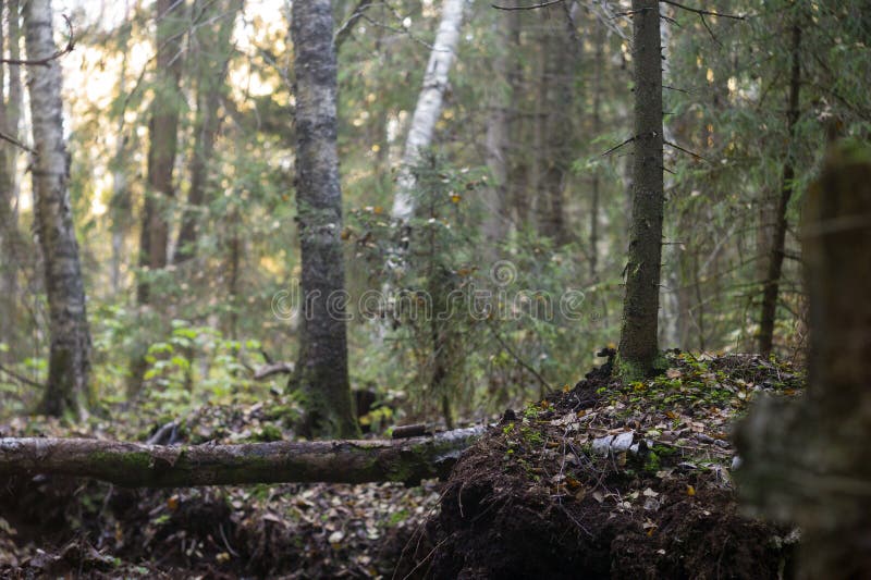 Ravine in a forest stock photo. Image of nature, ravine - 231760694