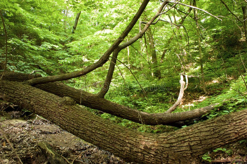 Ravine in Fort Sheridan 701606 Stock Photo - Image of shrubs, forest ...