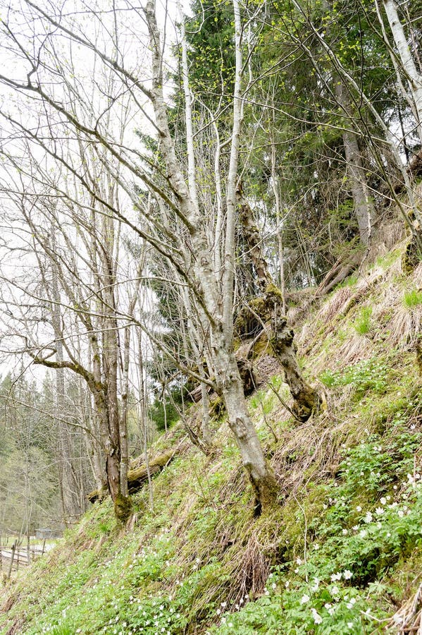 Ravine landscape stock image. Image of slope, gravity - 40719605