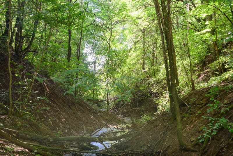 Ravine with a Small River in a Dense Forest on a Summer Day Stock Image ...