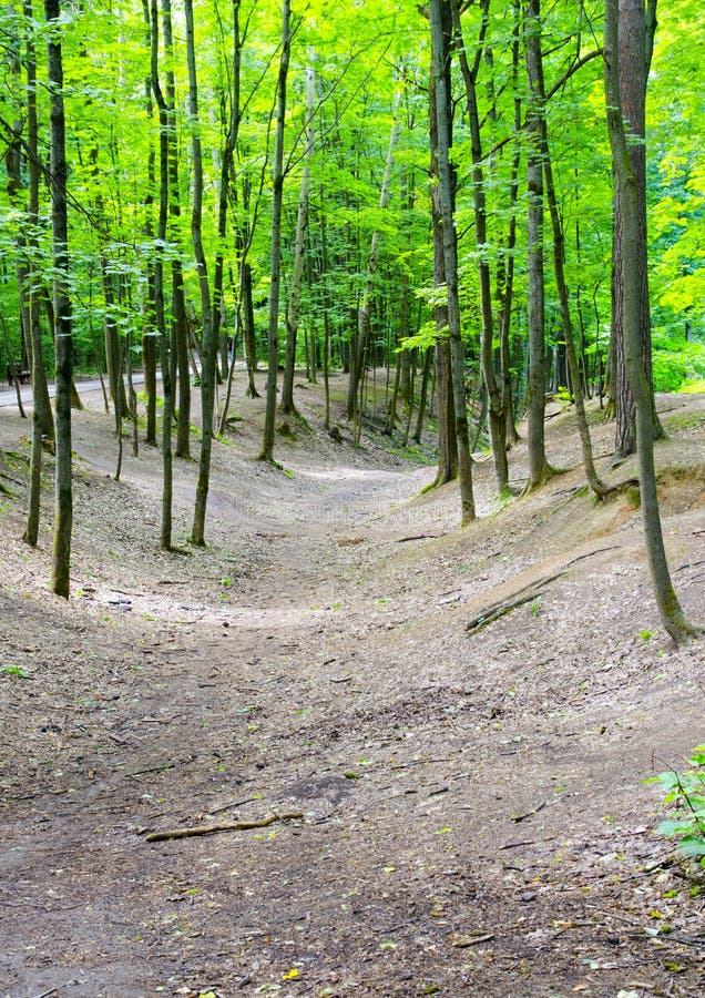 The ravine and trees stock photo. Image of green, foliage - 41558926