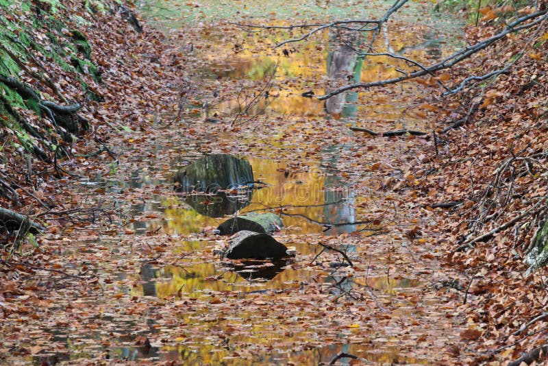 Ravnsholt Forest in Alleroed Denmark Stock Image - Image of denmark ...