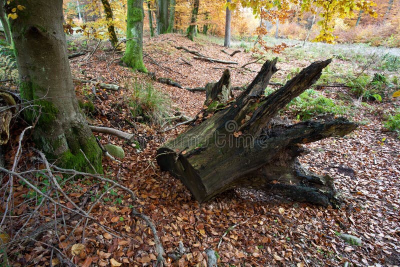 Ravnsholt Skov Forest in Alleroed Denmark Stock Photo - Image of ...