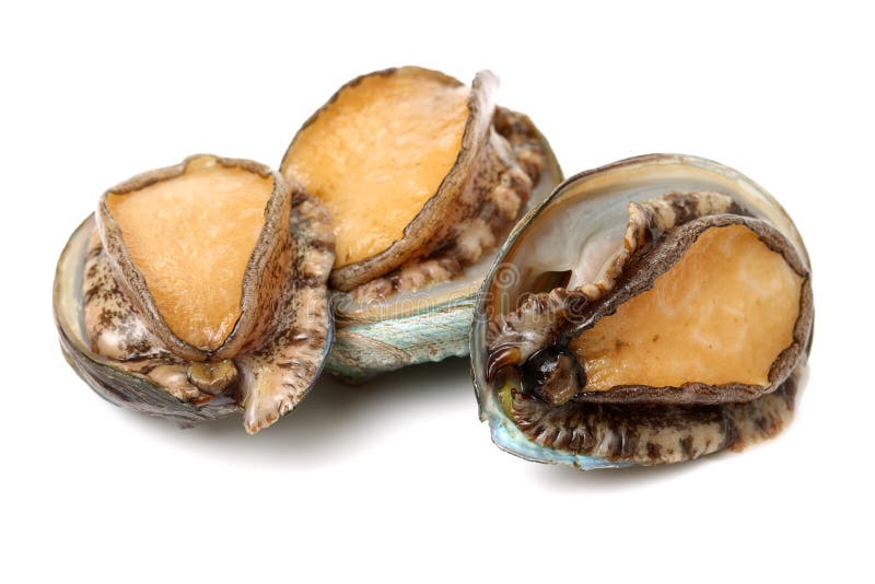 202 Live Abalone Stock Photos - Free & Royalty-Free Stock Photos from ...