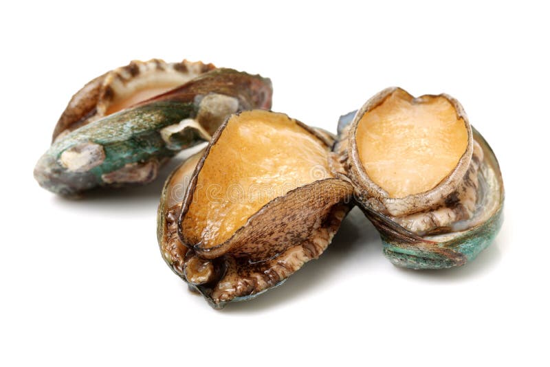 Raw abalone stock image. Image of white, shell, closeup - 128219369