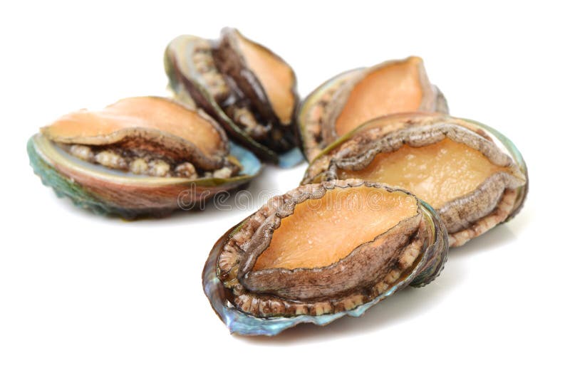 Abalone stock photo. Image of food, shellfish, single - 32960940