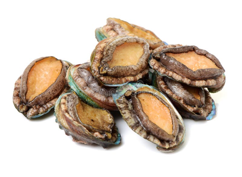 Abalone stock photo. Image of food, shellfish, single - 32960940