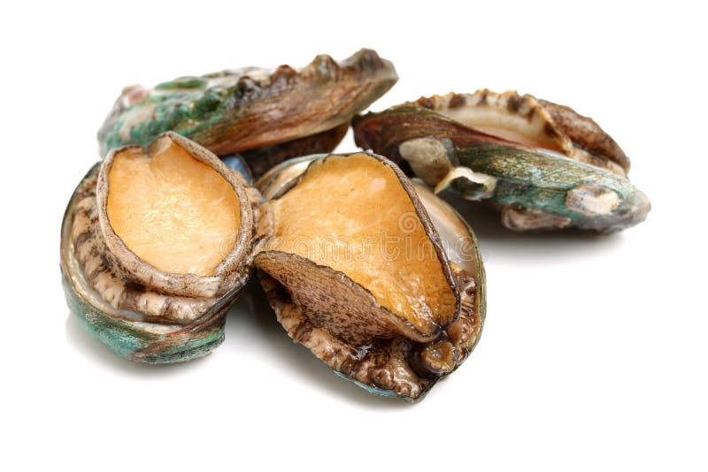 Abalone stock photo. Image of food, shellfish, single - 32960940