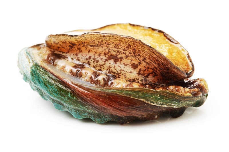 299 Live Abalone Stock Photos - Free & Royalty-Free Stock Photos from ...