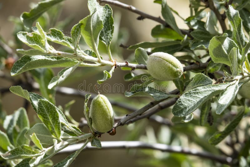 Raw Almond and Green Leaves on Tree Branches. Stock Photo - Image of ...