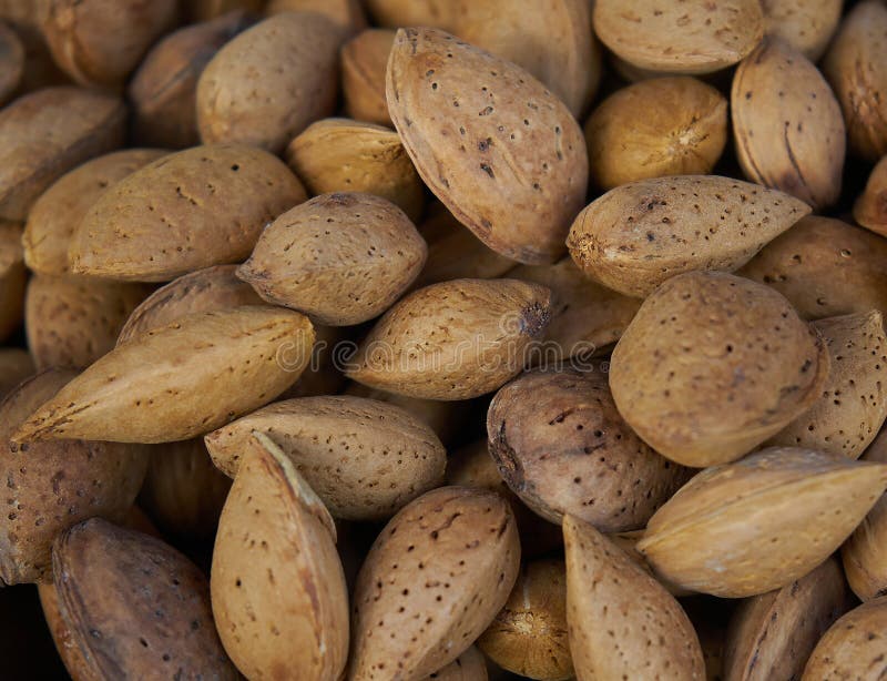 Raw almonds in shell stock photo. Image of seed, fresh - 254273574