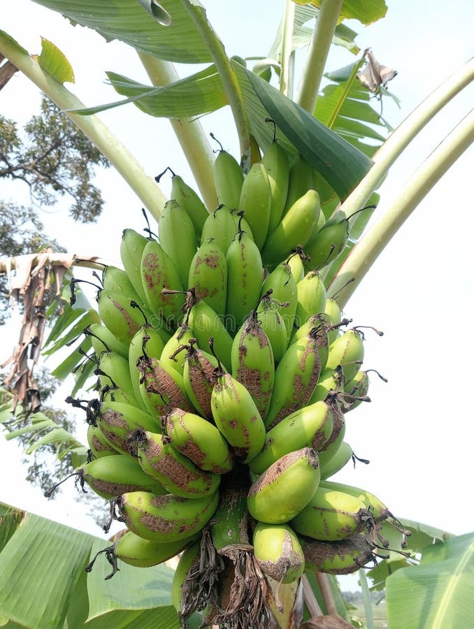 Raw Ambon Bananas in the Photo on the Side of the Road Stock Photo ...