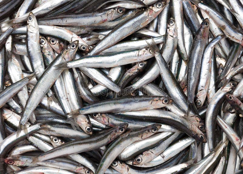 Anchovy fish stock photo. Image of ingredient, industry - 202886036