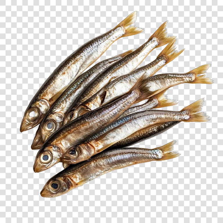 Raw anchovy stock photo. Illustration of golden, fish - 341531754