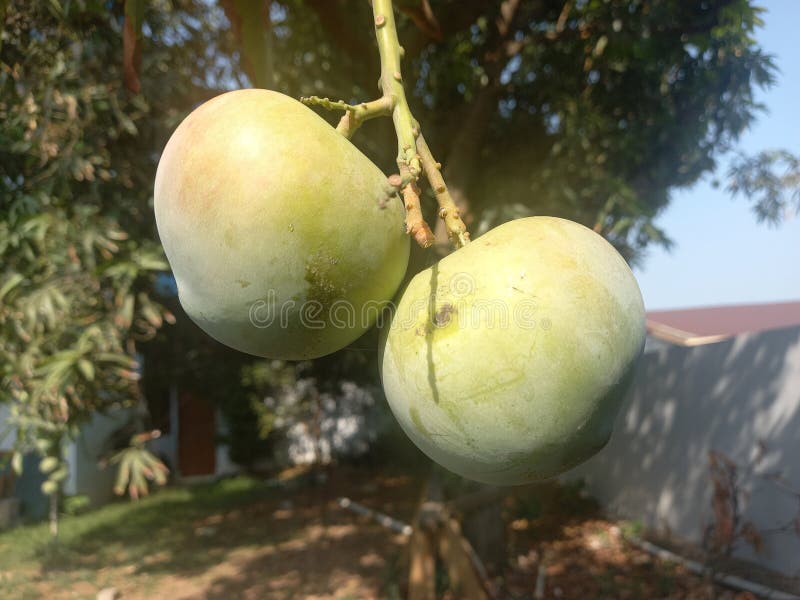 Raw Apple Mangoes Hanging on Tree. Stock Photo - Image of hanging ...