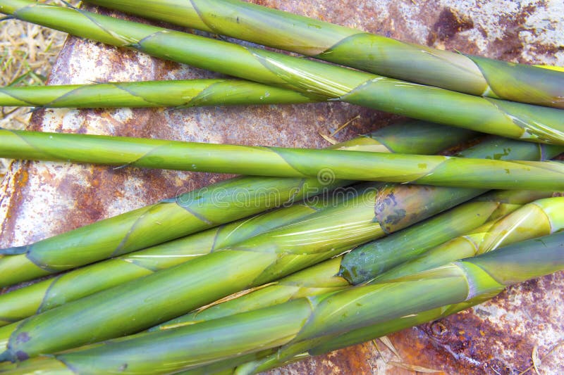 Raw bamboo shoot stock image. Image of wood, tree, metal - 38118731
